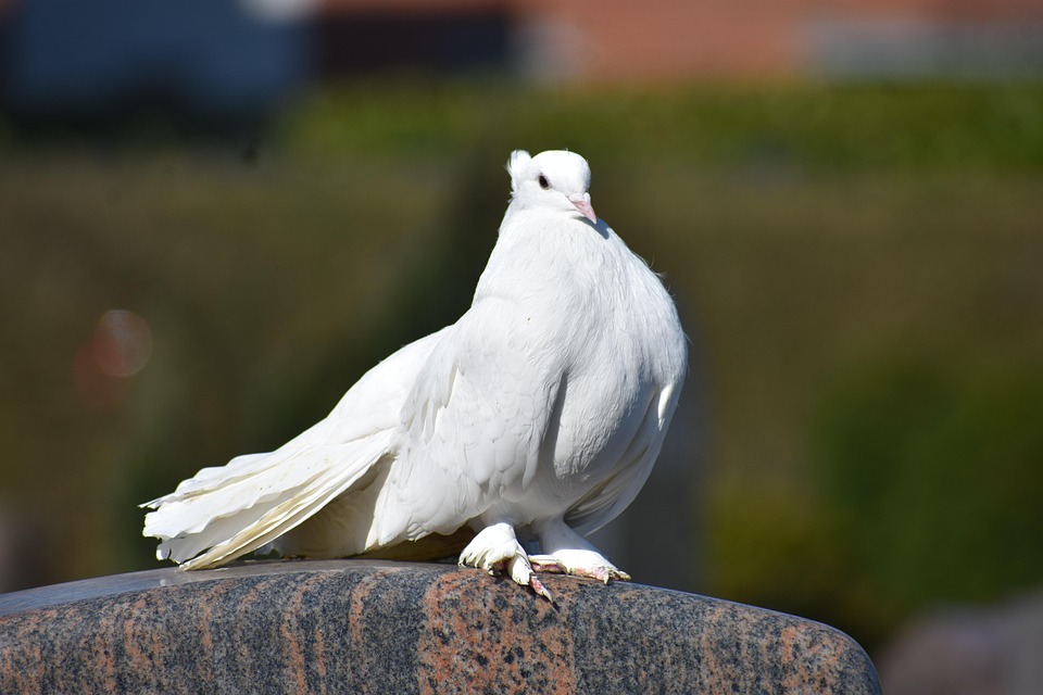 Dove Bird Perched - Free photo on Pixabay - Pixabay