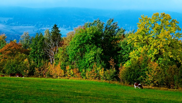 Meadow Trees Landscape - Free photo on Pixabay - Pixabay