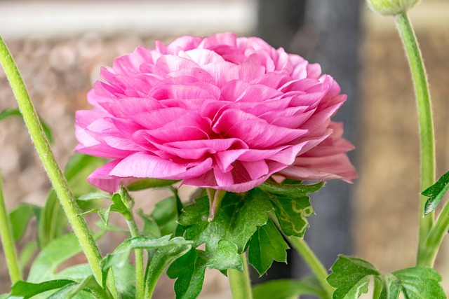 Persian Buttercup Flower Plant - Free photo on Pixabay