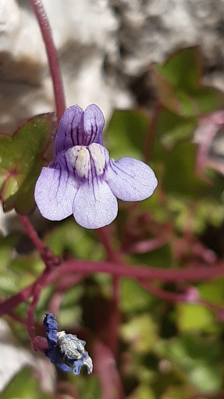 Cymbalaria Muralis Flower Purple - Free photo on Pixabay