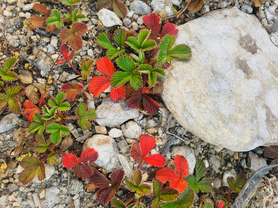 Flower Tree Stone - Free photo on Pixabay - Pixabay