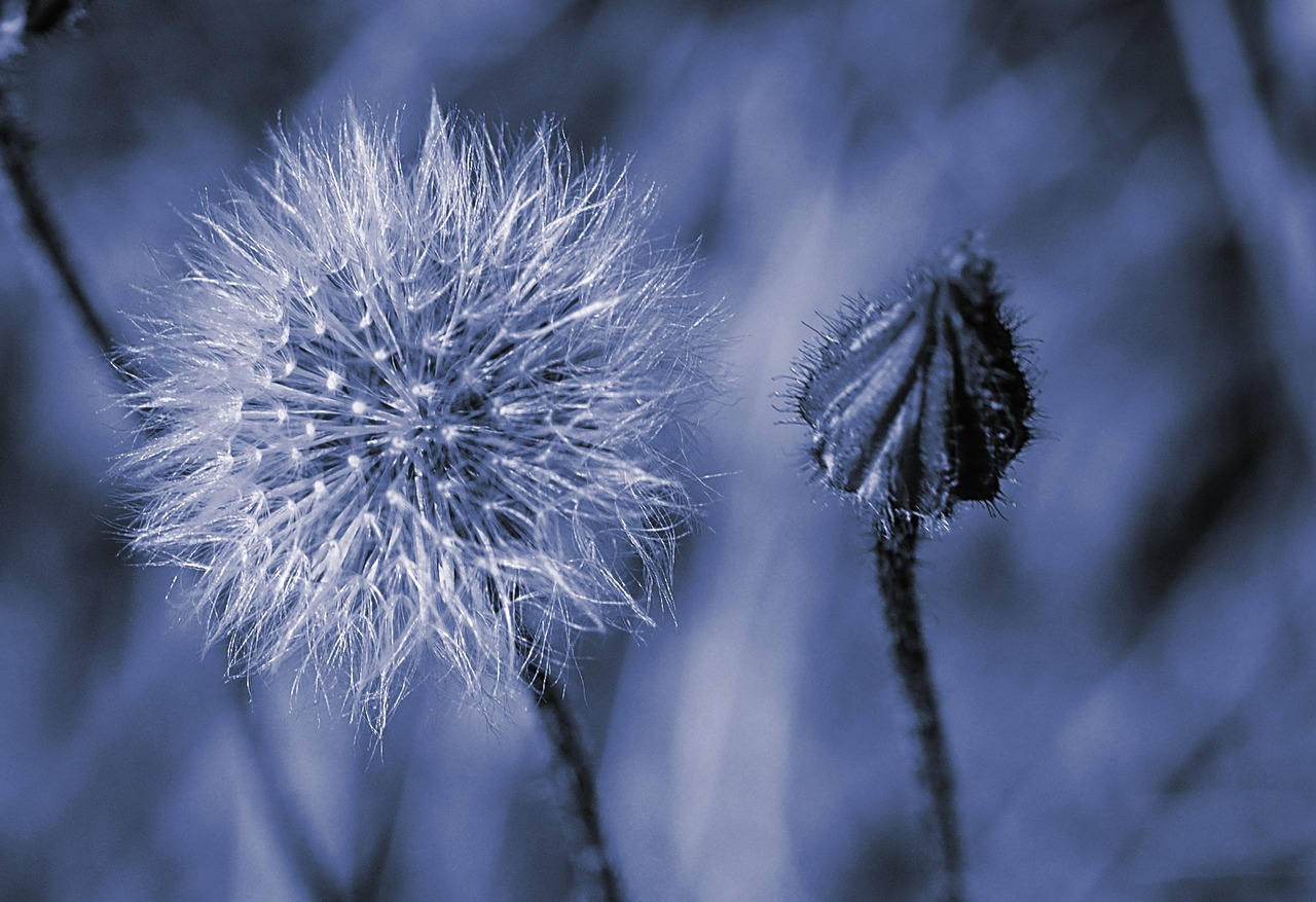 Dandelion Flower Hatching - Free photo on Pixabay - Pixabay
