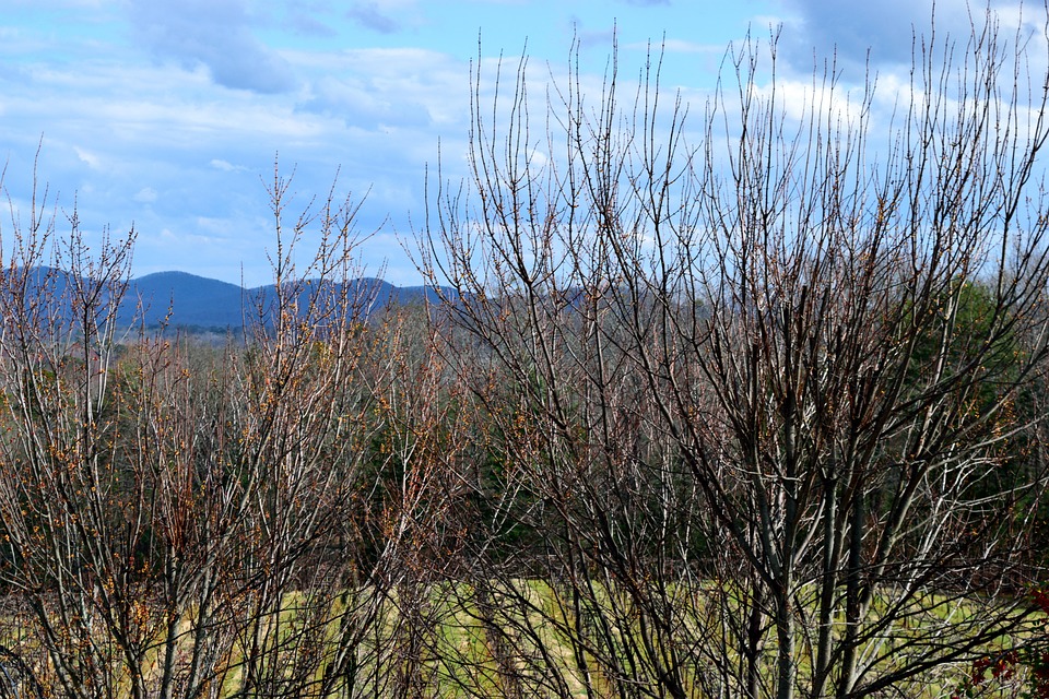 Vineyard Trees Scenic - Free photo on Pixabay