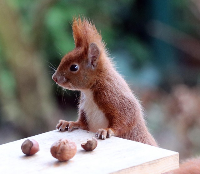 Squirrel Animal Nuts - Free photo on Pixabay - Pixabay