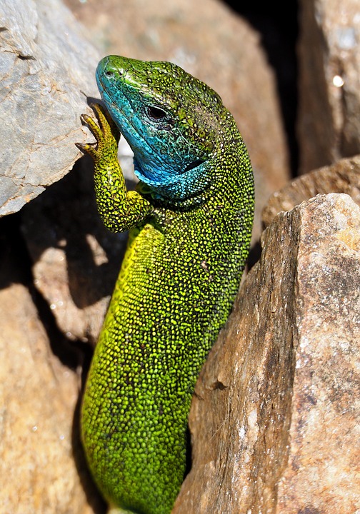 Western Green Lizard Animal - Free photo on Pixabay
