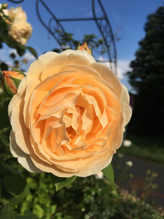 Rose Fleur La Nature - Photo gratuite sur Pixabay