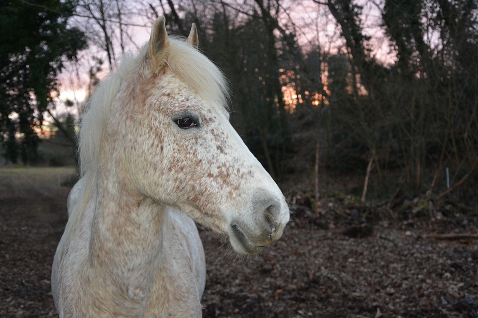 Horse Equine Pied Animal - Free photo on Pixabay