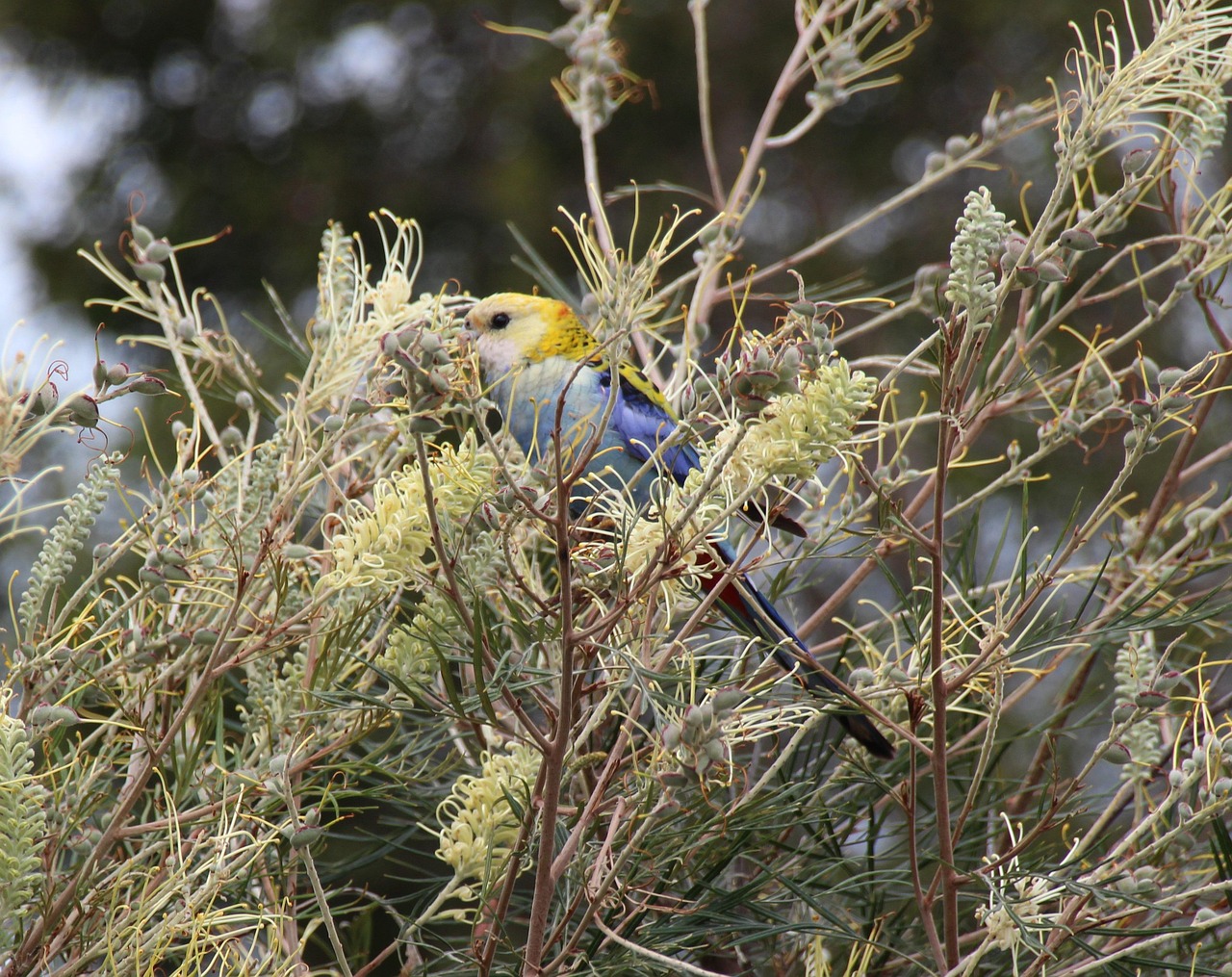 Bird Yellow Pale - Free photo on Pixabay - Pixabay