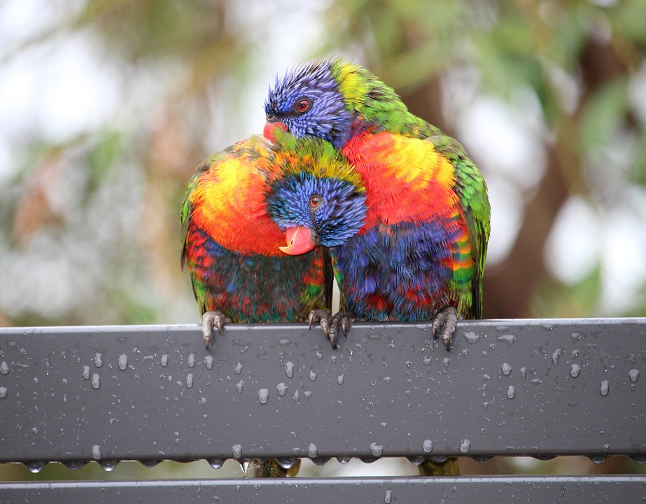 Aves Loriinis Loritos - Foto gratis en Pixabay - Pixabay