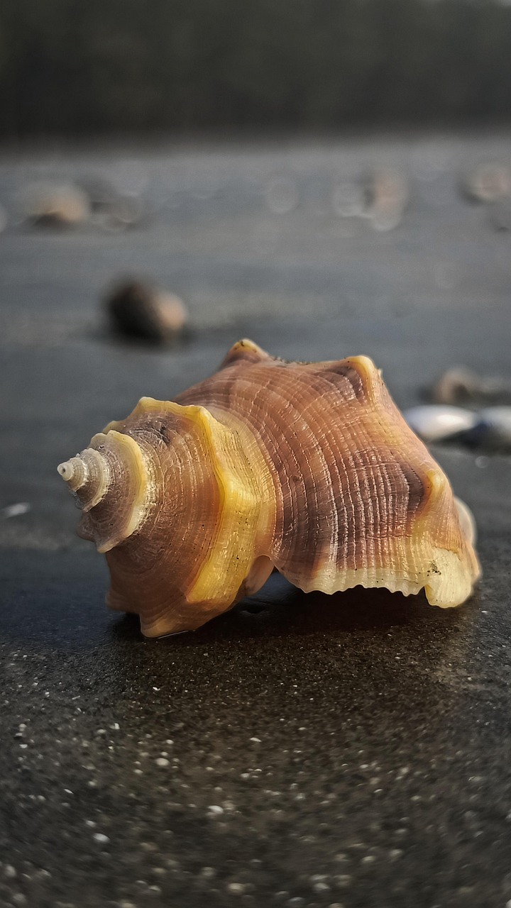 Snail Sea Beach - Free photo on Pixabay