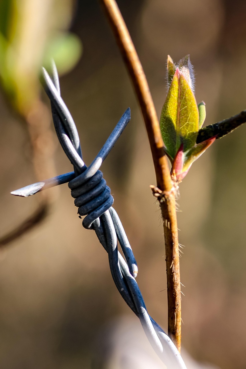 Barbed Wire Sprout Growth - Free photo on Pixabay - Pixabay