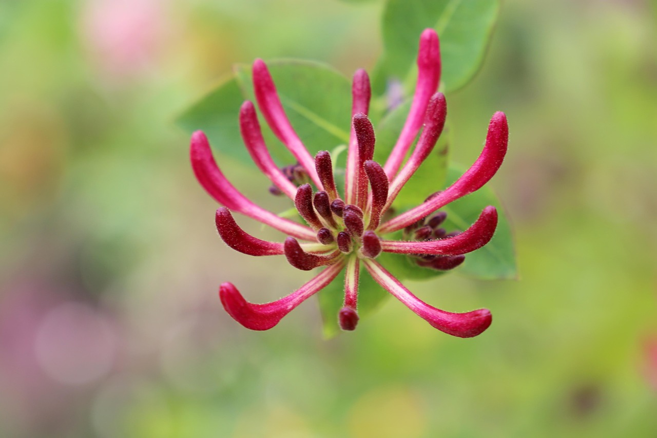Common Honeysuckle Flower Plant - Free photo on Pixabay