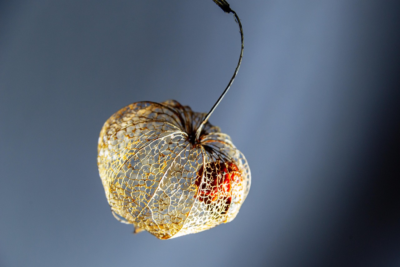 Lampion Flower Growth Botany - Free photo on Pixabay - Pixabay