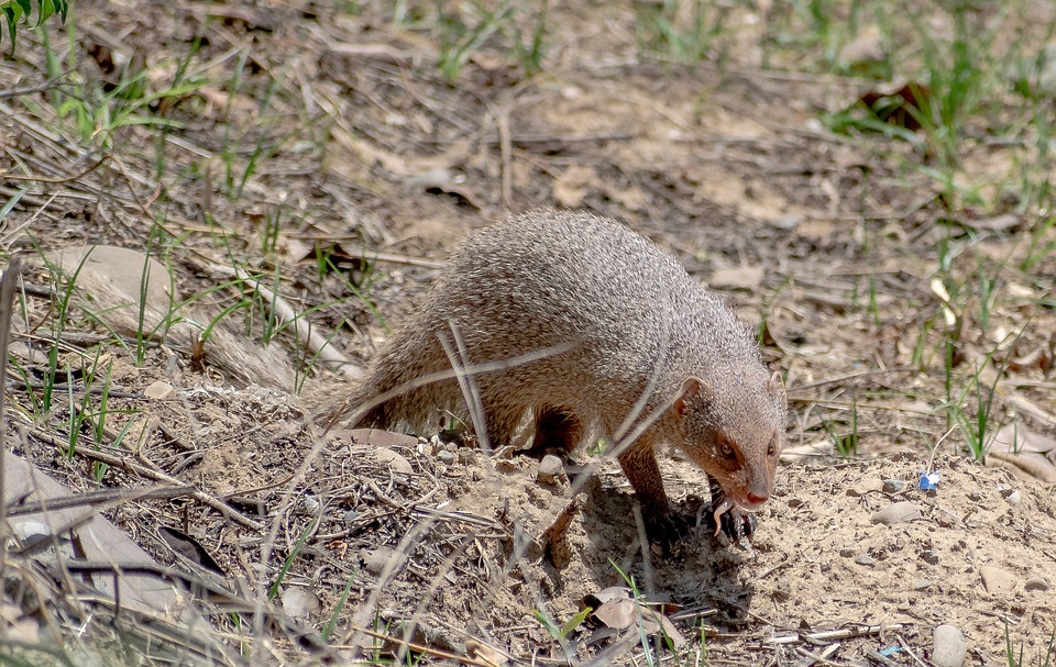 Animal Mongoose Mammal - Free photo on Pixabay - Pixabay