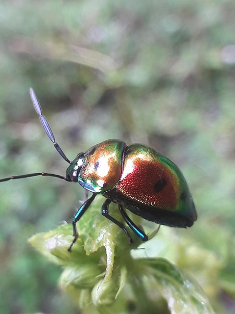 Bug Insekt Let Fejl Vidunderlig - Gratis foto på Pixabay - Pixabay