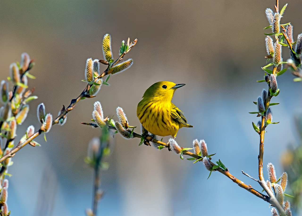 400+ Free Warbler & Nature Images - Pixabay