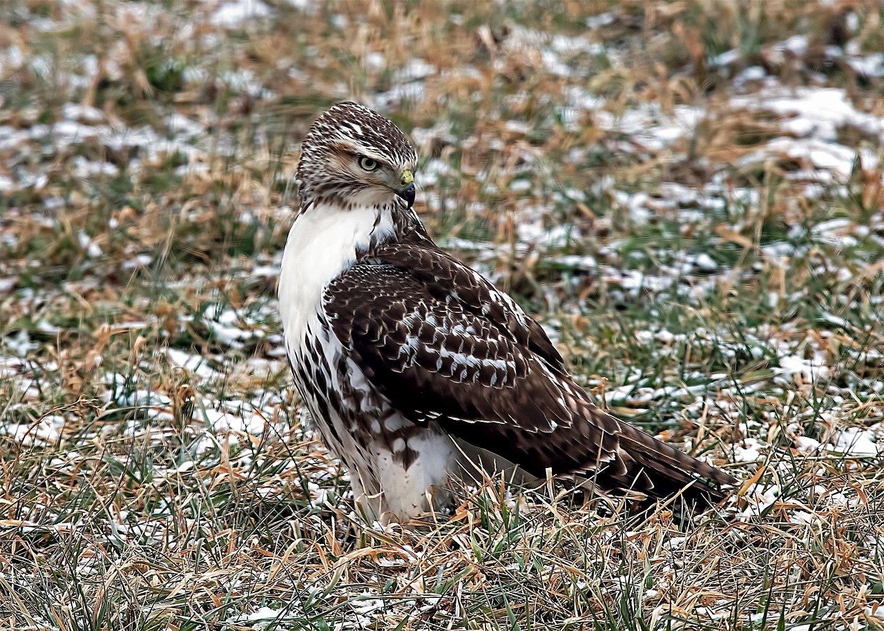60+ Free Red Tailed Hawk & Red-Tailed Hawk Images - Pixabay
