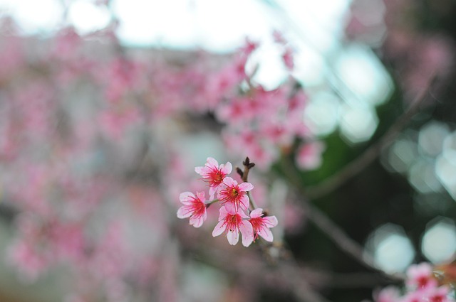 Fleur De Pêche Bourgeons - Photo gratuite sur Pixabay - Pixabay