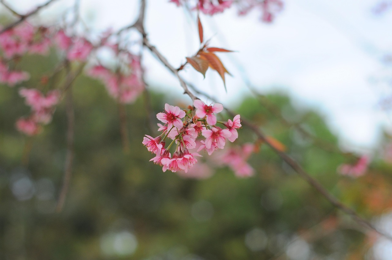 Fleur De Pêche Bourgeons - Photo gratuite sur Pixabay - Pixabay