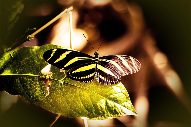 Mariposa Zebra Longwing - Foto gratis en Pixabay - Pixabay