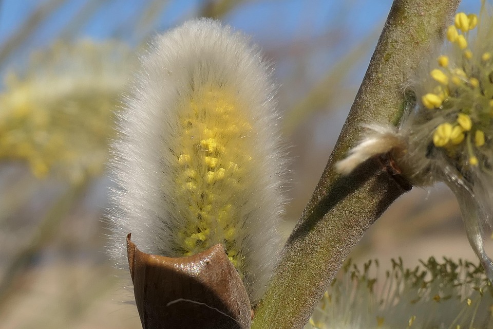 Willow Catkin Planta De Sauce - Foto gratis en Pixabay - Pixabay