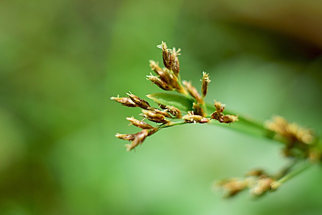 Relva Sementes Planta - Foto gratuita no Pixabay - Pixabay