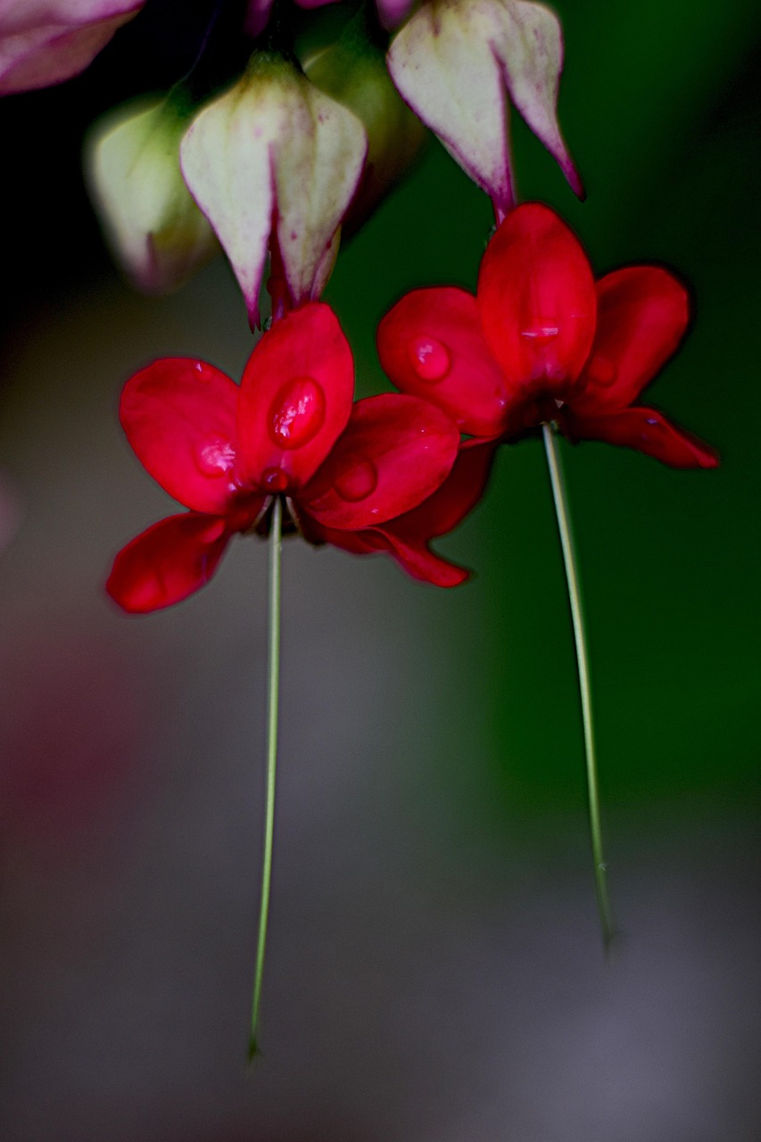 Fleur De Jardin Rouge Fleurs - Photo gratuite sur Pixabay - Pixabay