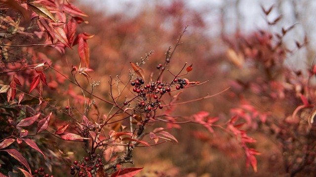 Obst Baumfrucht Natur - Kostenloses Foto auf Pixabay