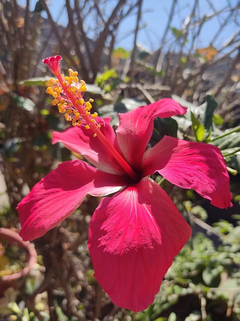 Floride Fleurs La Nature - Photo gratuite sur Pixabay - Pixabay