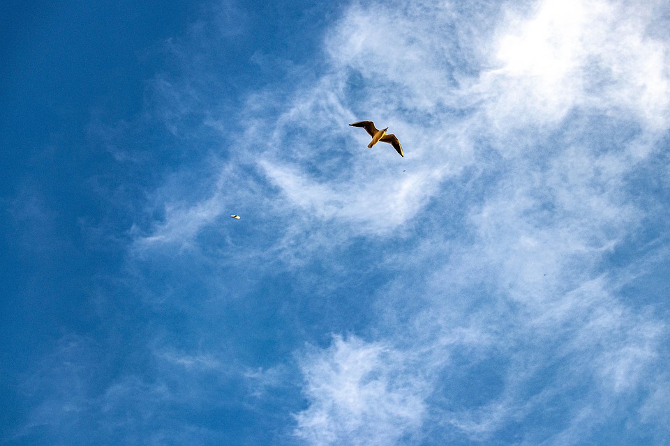 Sky Clouds Bird - Free photo on Pixabay