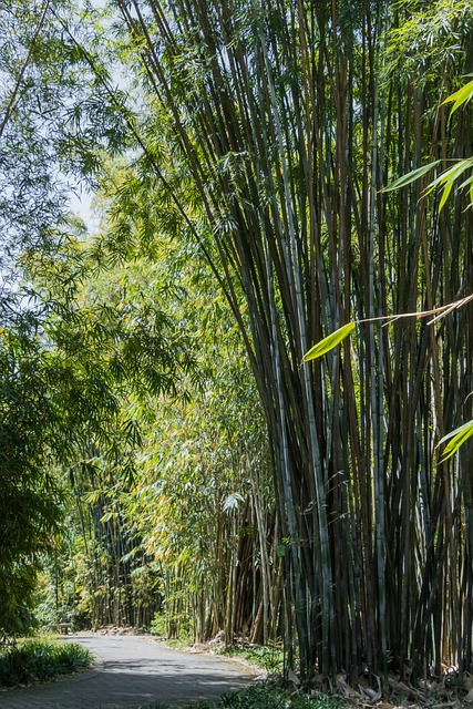 Bambú Bosque De Planta - Foto gratis en Pixabay