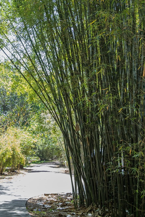 Bamboo Forest Natural - Free photo on Pixabay