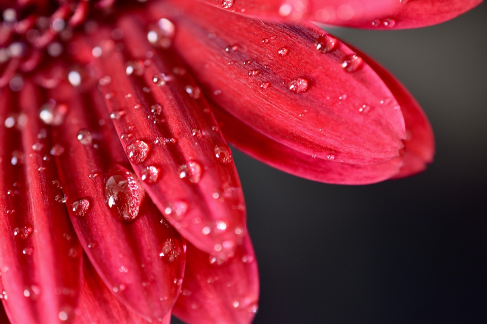 Flower Dewdrop Bloom - Free photo on Pixabay