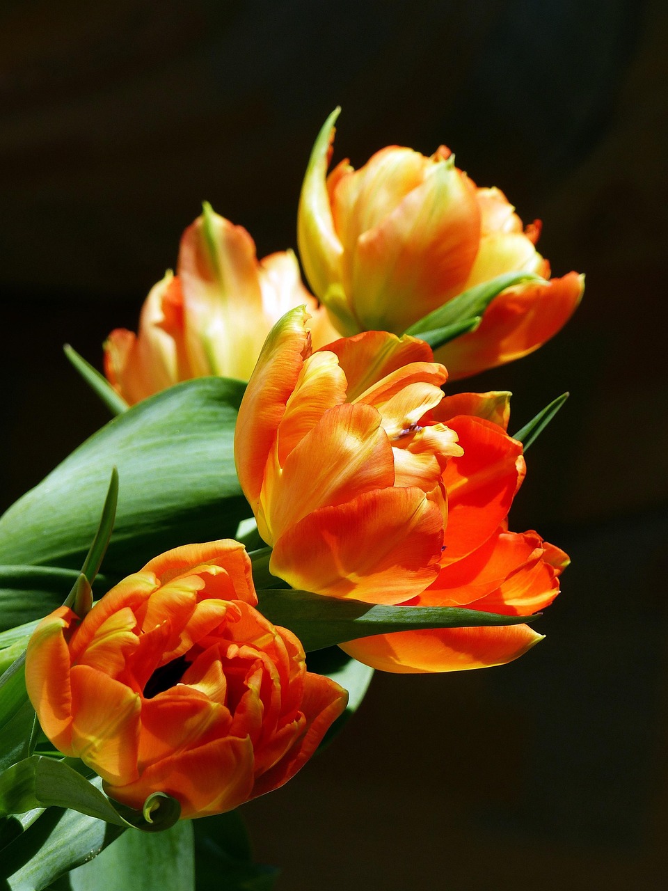 Flor Tulipanes Primavera - Foto gratis en Pixabay - Pixabay