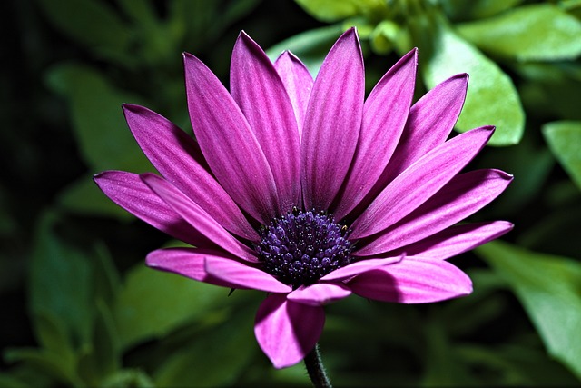 Bunga Daisy Afrika Ungu - Foto gratis di Pixabay