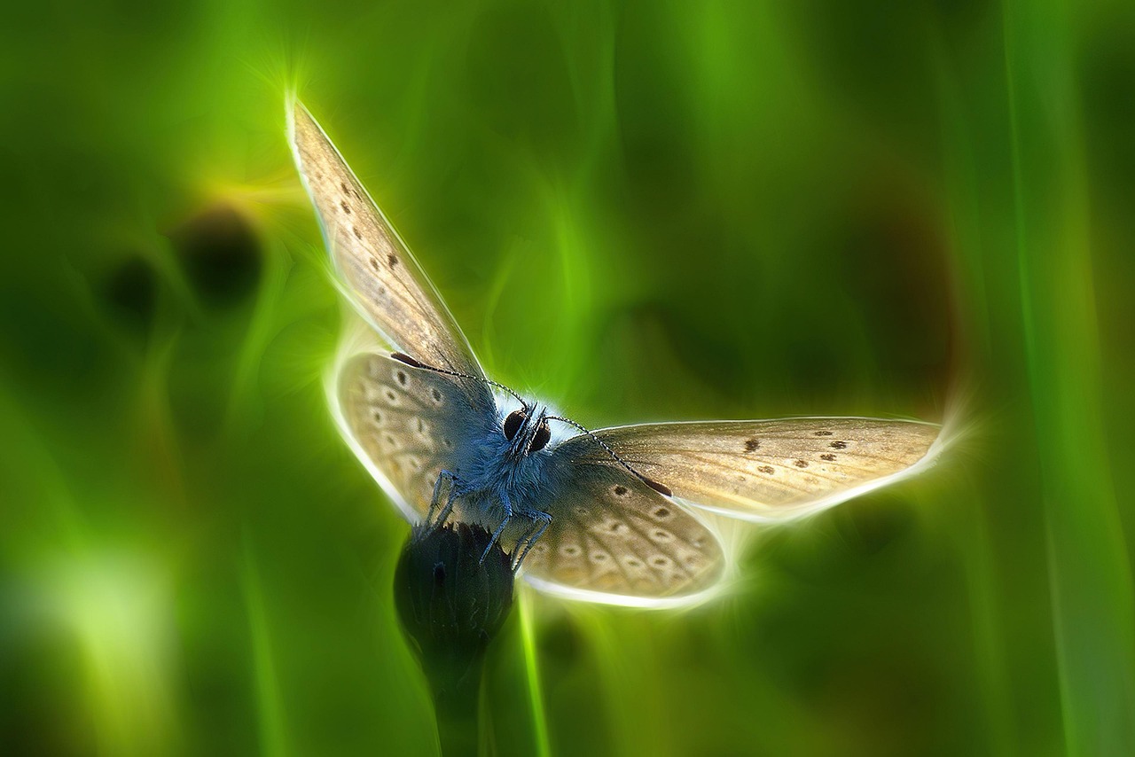 Butterfly Moth Insect - Free photo on Pixabay - Pixabay