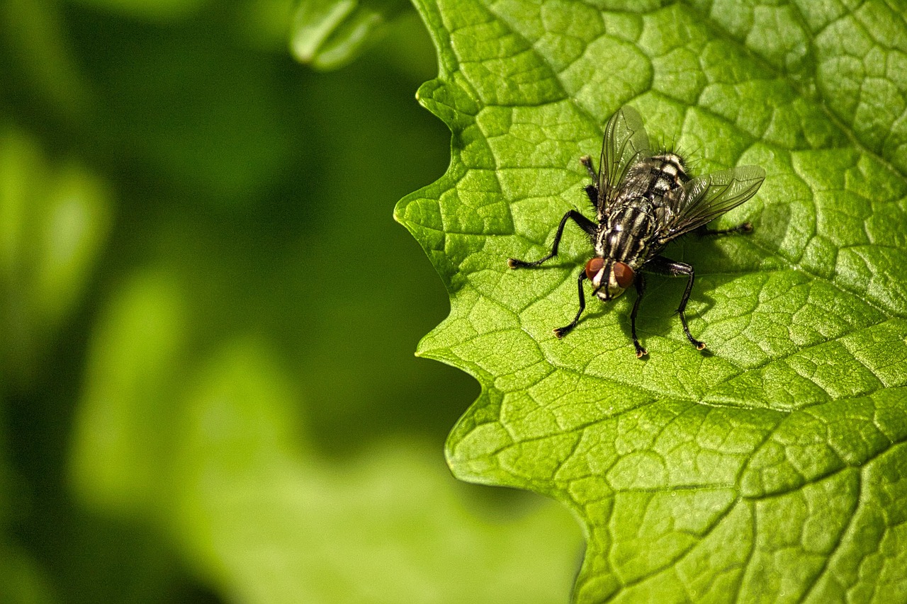 Fly Insect Animal Winged - Free photo on Pixabay - Pixabay