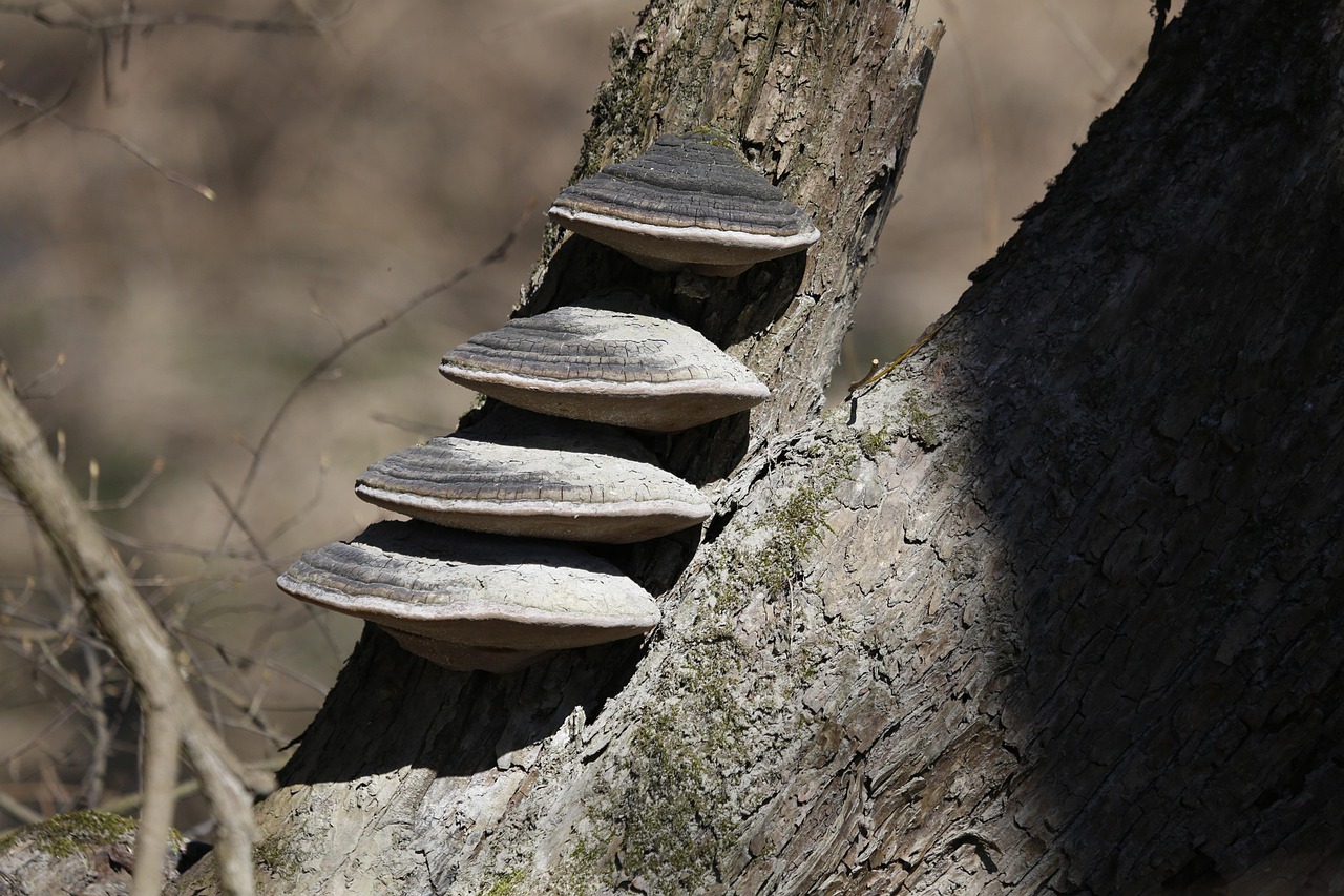 Ciuperca Copita Micologie Copac - Fotografie gratuită pe Pixabay - Pixabay
