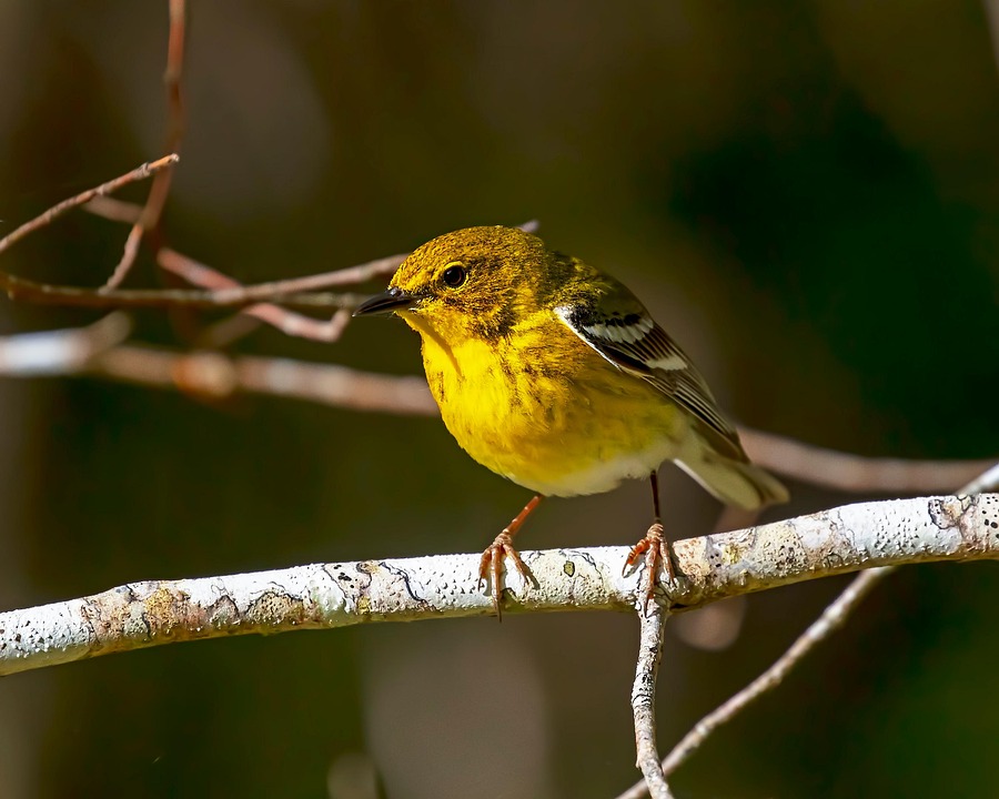 Curruca De Pino Pájaro Rama - Foto gratis en Pixabay