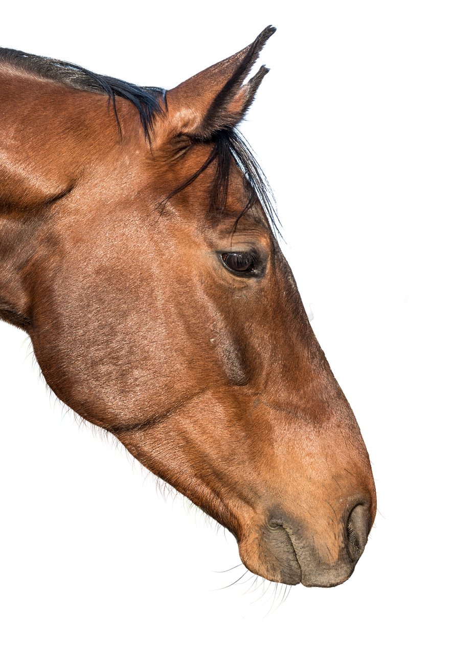 Caballo Ungulados Animal - Foto gratis en Pixabay - Pixabay