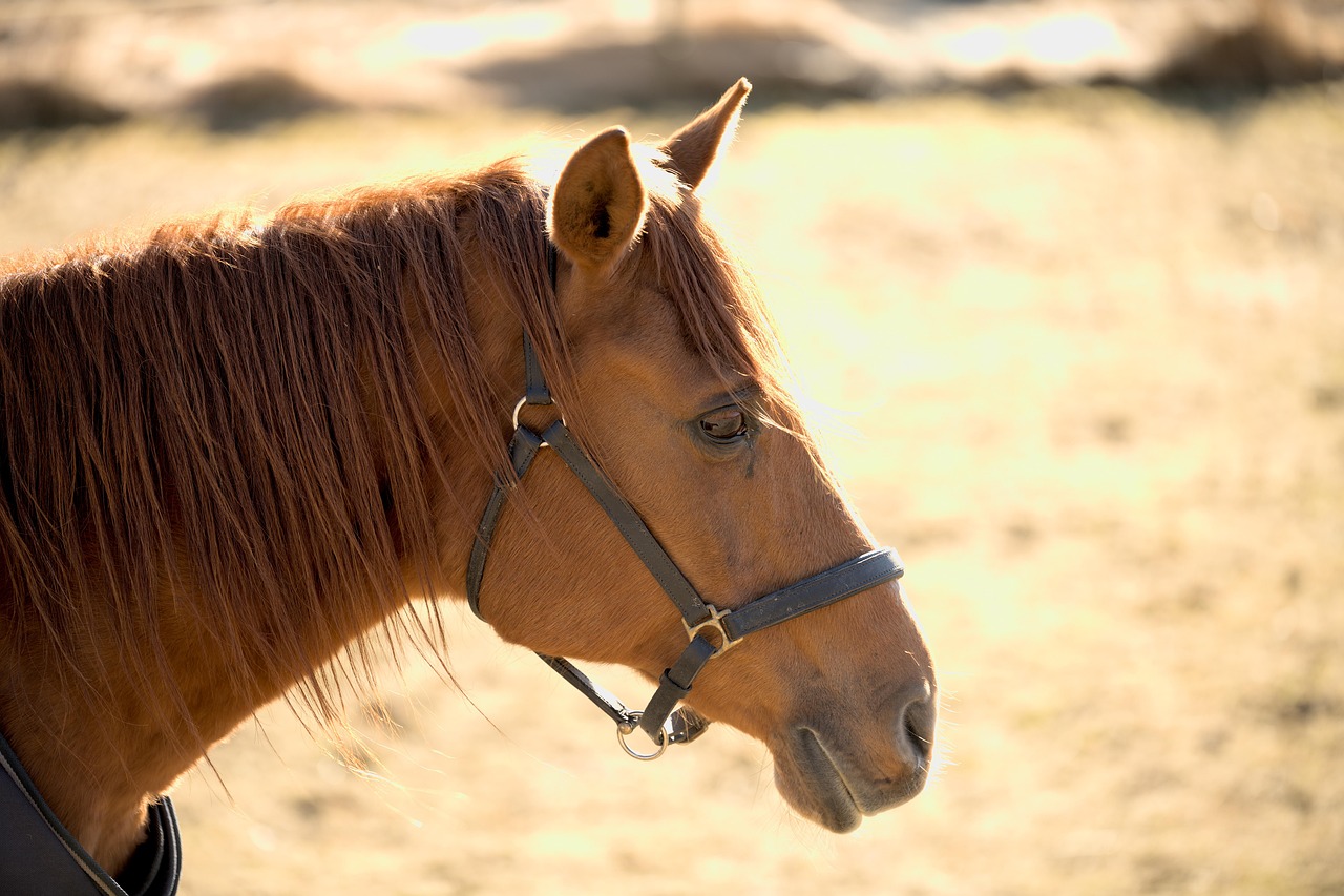 Caballo Animal Mamífero - Foto gratis en Pixabay - Pixabay
