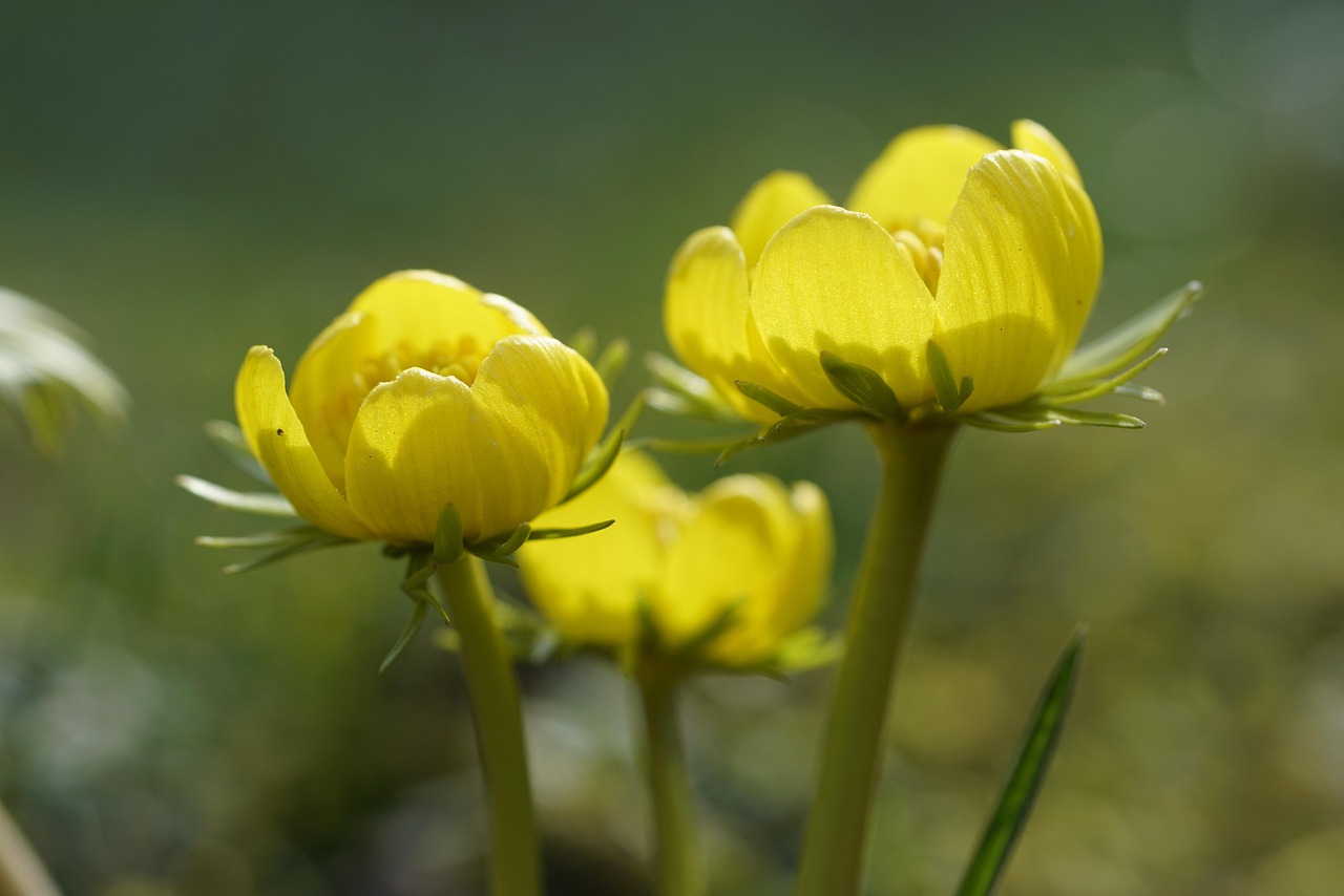 Aconites Flores De Color - Foto gratis en Pixabay - Pixabay