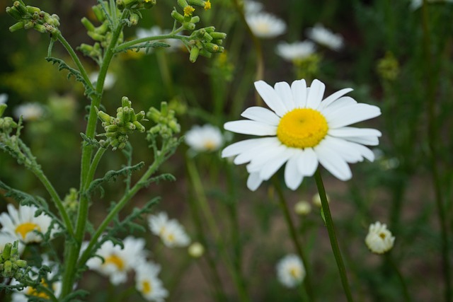 Bunga Alam Padang Rumput Musim - Foto gratis di Pixabay - Pixabay