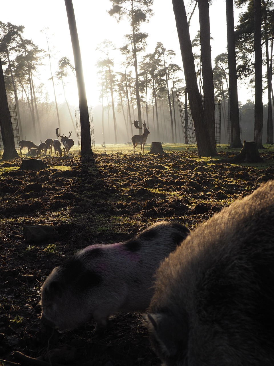 Deer Pig Trees - Free photo on Pixabay - Pixabay