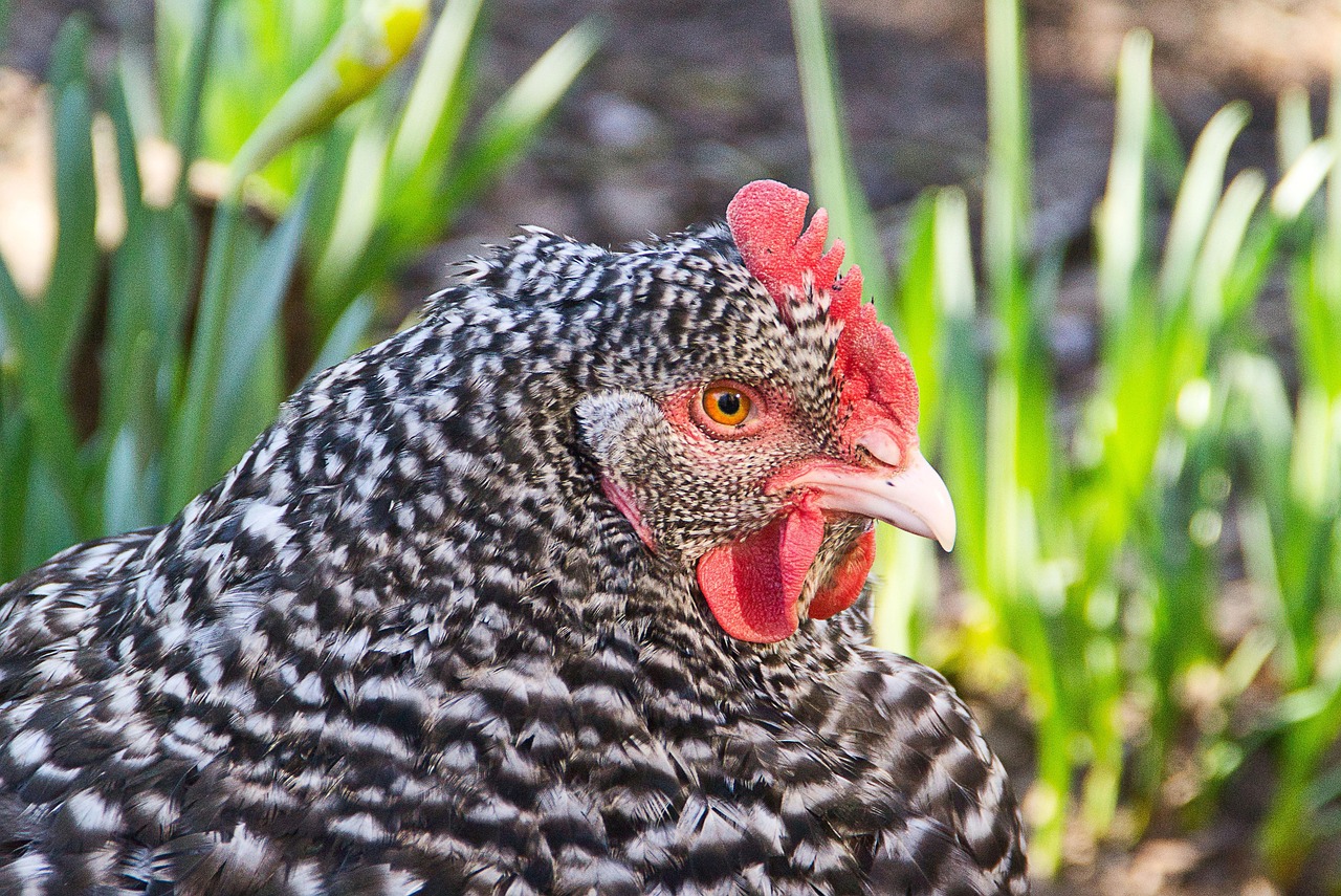Pájaro Pollo Plymouth Rock - Foto gratis en Pixabay - Pixabay
