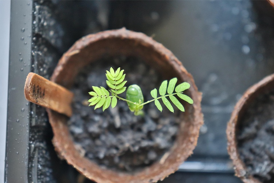 Seeds Seedling Plant - Free photo on Pixabay - Pixabay