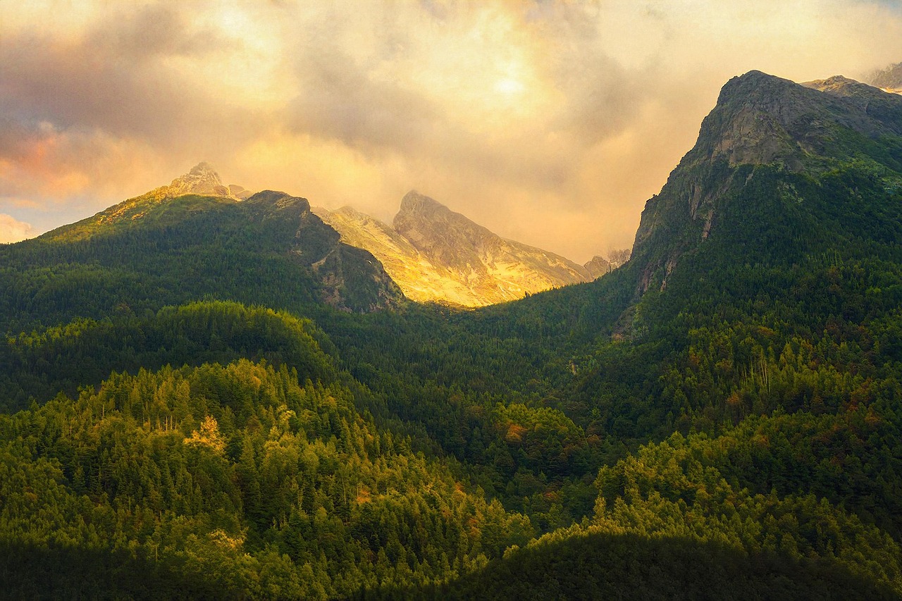 Montaña Bosque Cima - Foto gratis en Pixabay - Pixabay
