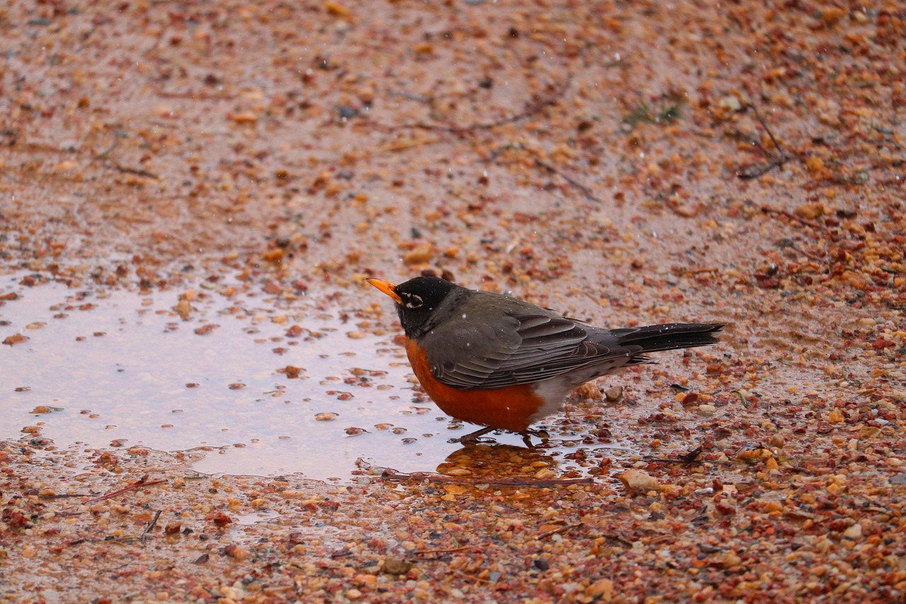 Bird American Robin Ornithology - Free photo on Pixabay - Pixabay