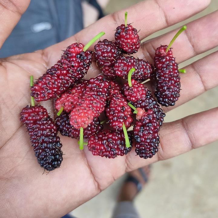 Mûrier Des Fruits Rouges - Photo gratuite sur Pixabay - Pixabay