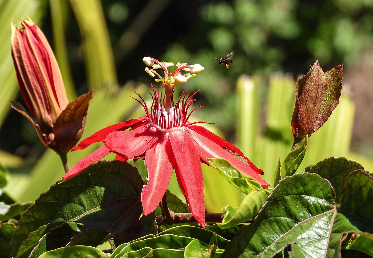Bunga Tanaman Serangga - Foto gratis di Pixabay - Pixabay